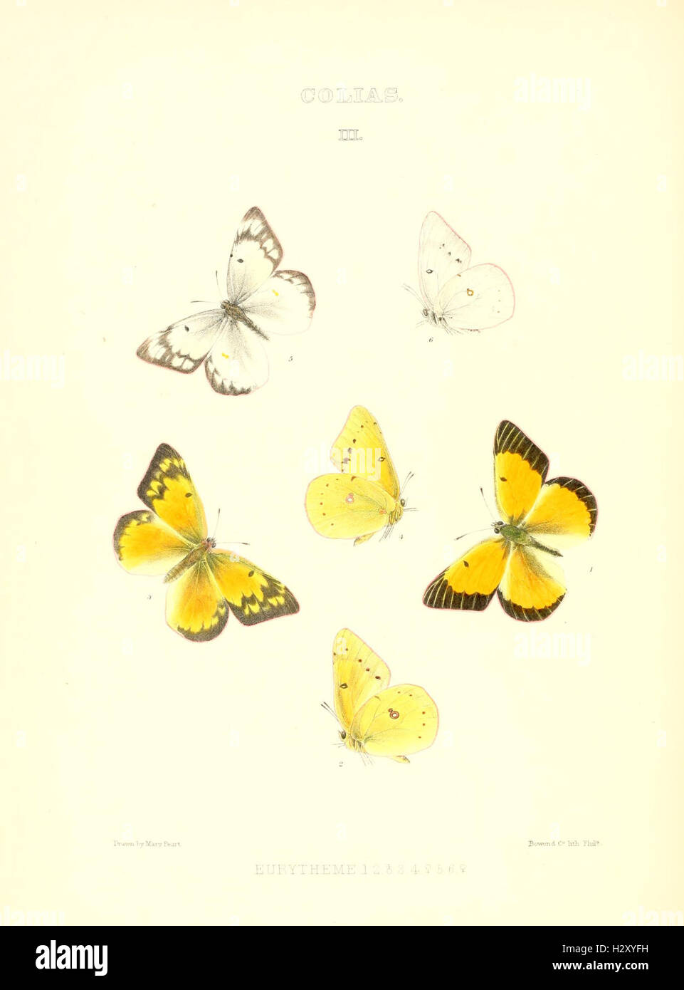A synopsis of North American butterfly species, focusing on the genus ...