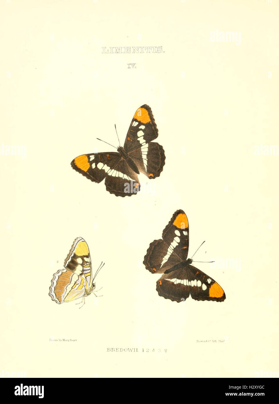 A synopsis detailing the species and distribution of North American ...