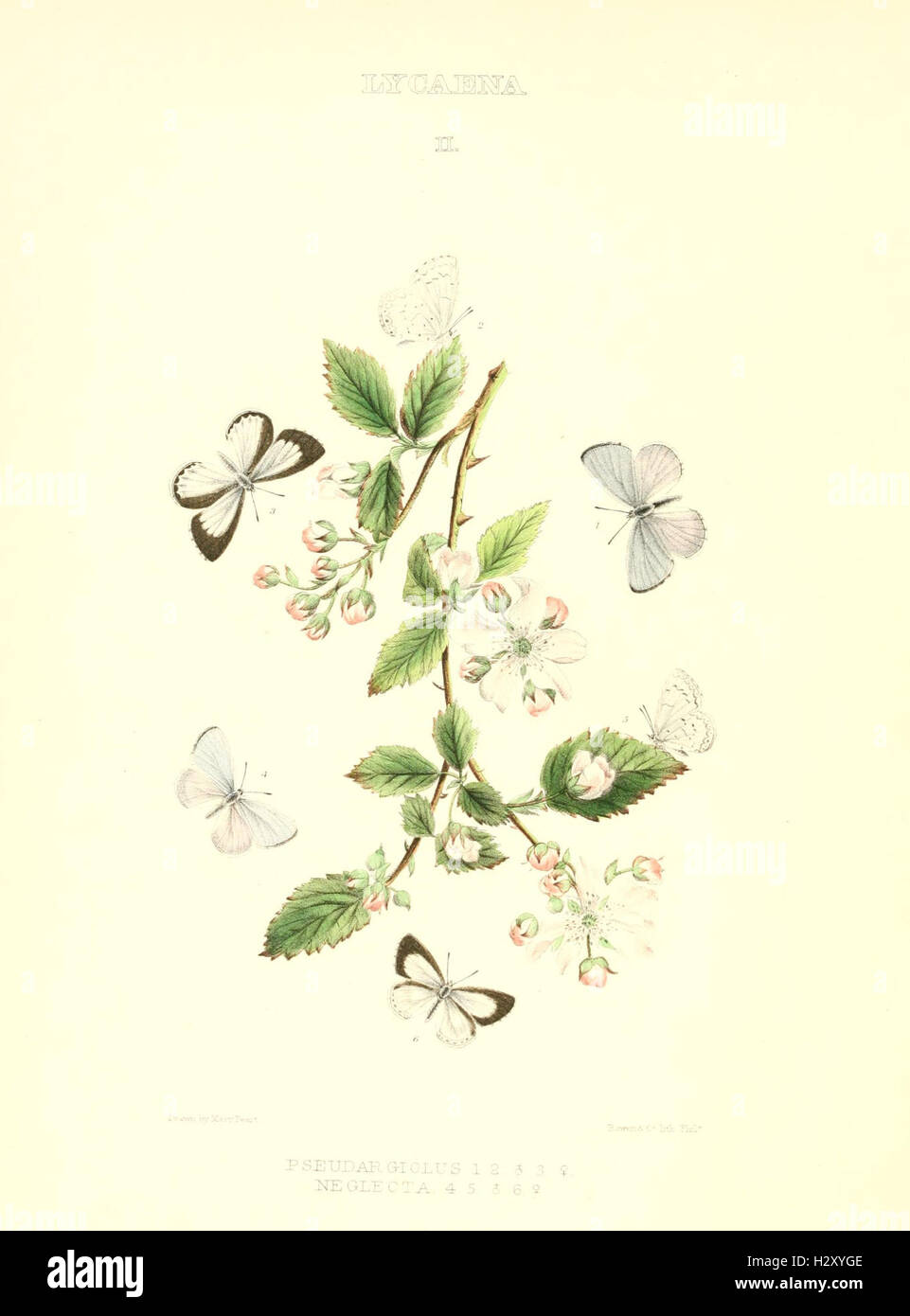 A detailed synopsis of North American butterflies, with *LYCAENA II ...