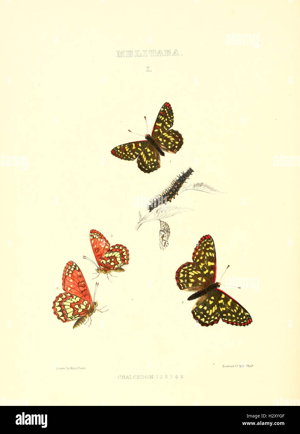 Synopsis of North American butterflies (MELITAEA I) BHL96 Stock Photo ...
