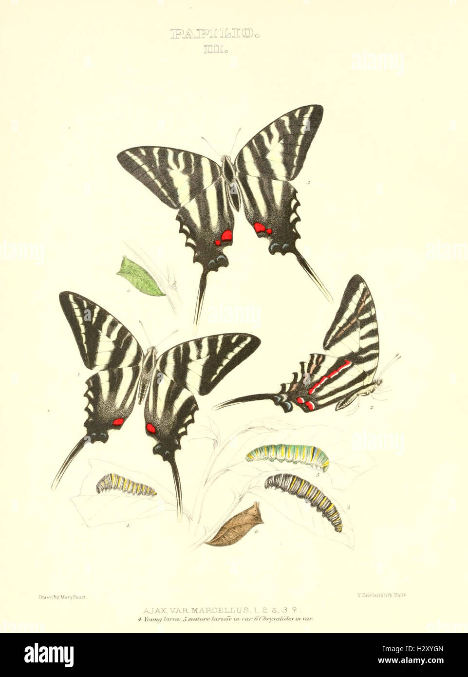 A detailed synopsis of North American butterflies, focusing on the ...