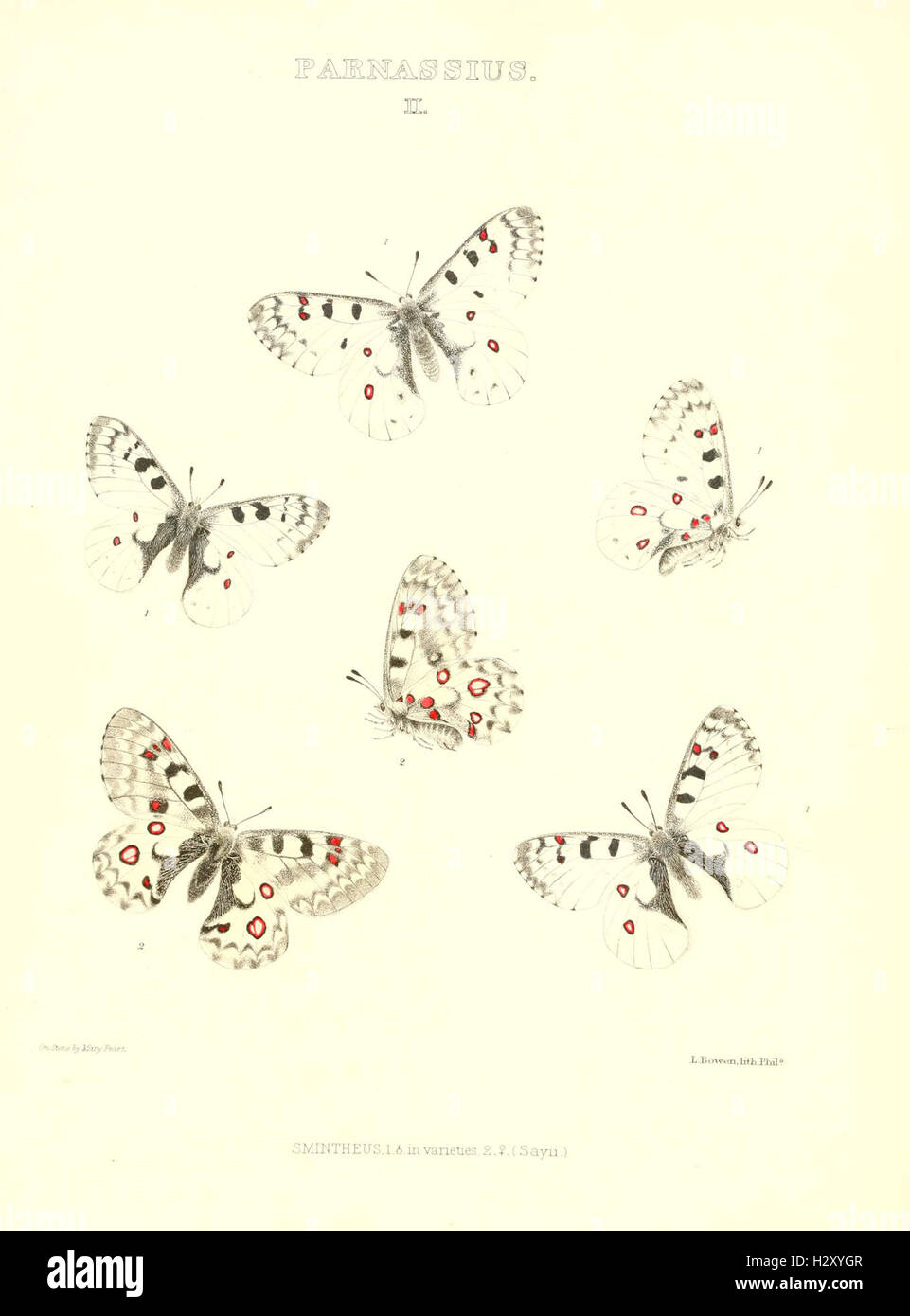 'Synopsis of North American Butterflies' (PARNASSIUS II) provides an in ...