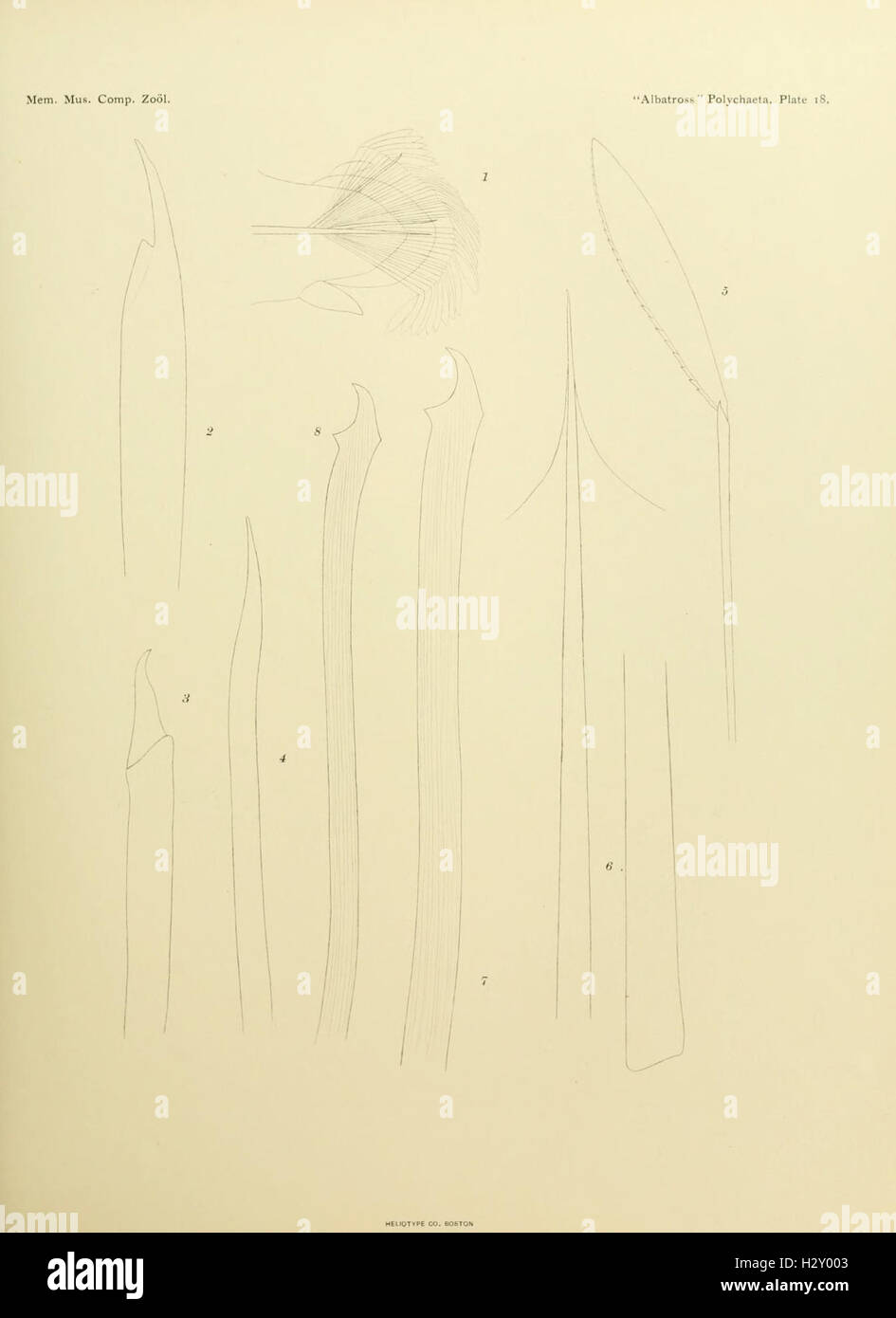 This plate illustrates species within the Polychaeta class of Annelida ...