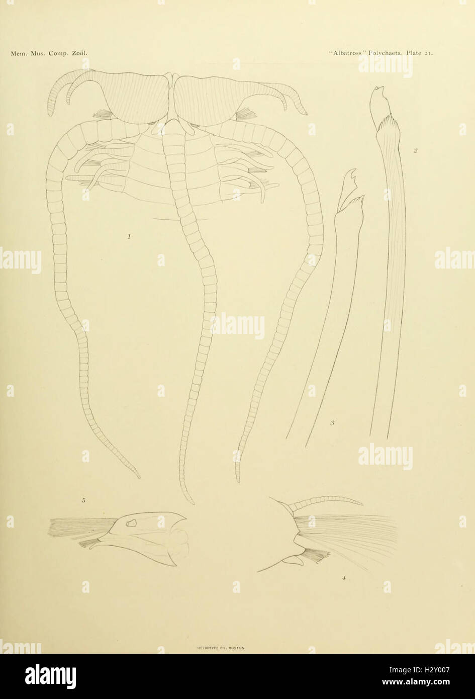 The Annelida Polychaeta focuses on the classification and description ...