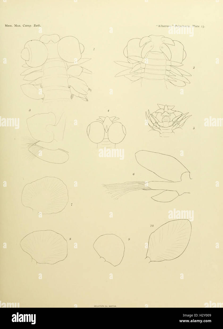 This plate depicts various species from the Annelida phylum, focusing ...