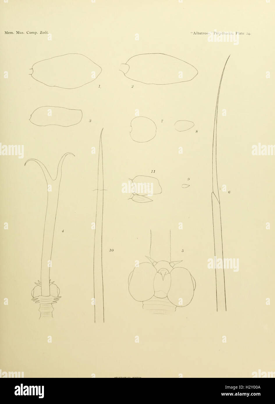 A study of the Polychaeta class within the phylum Annelida, detailing ...