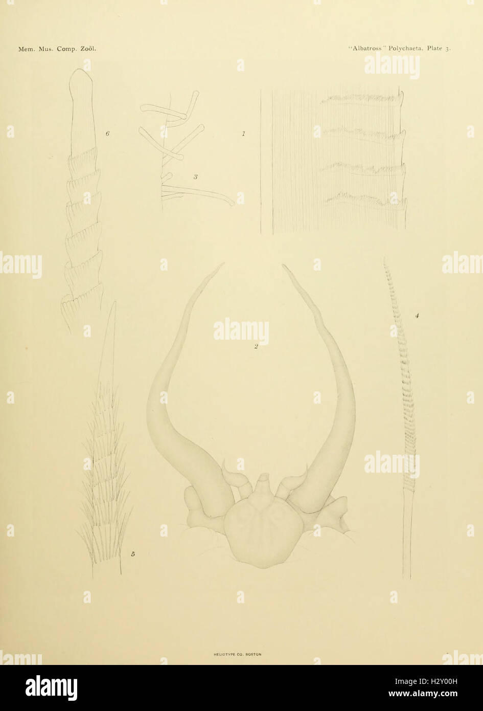 'The Annelida Polychaeta' presents a detailed illustration of ...