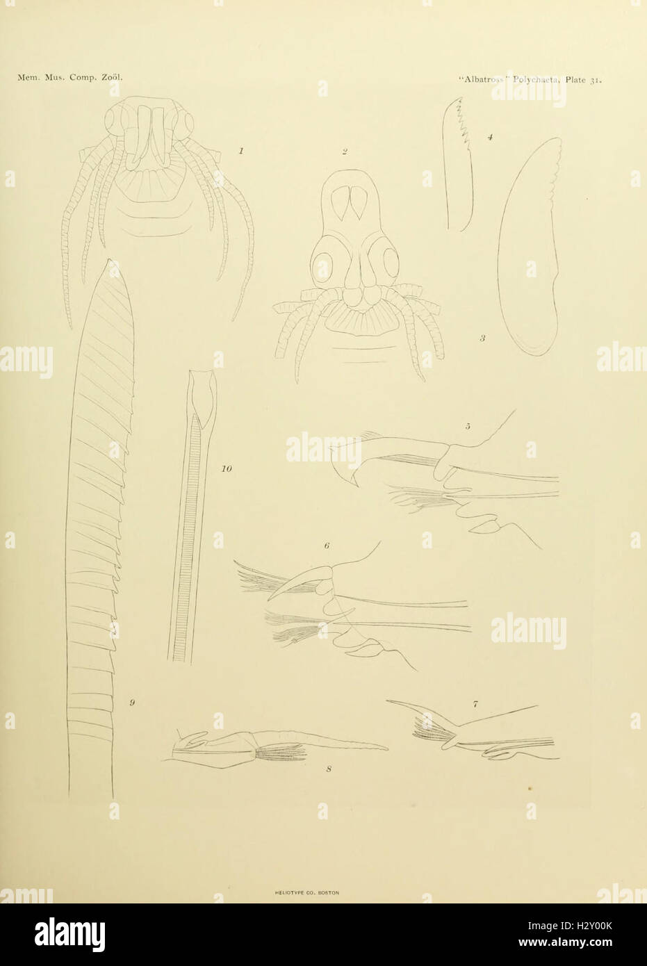 This work provides a detailed study of the Polychaeta class of annelid ...