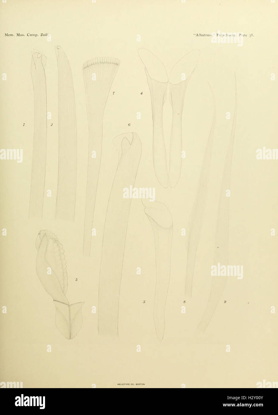 Segmented worm like hi-res stock photography and images - Alamy