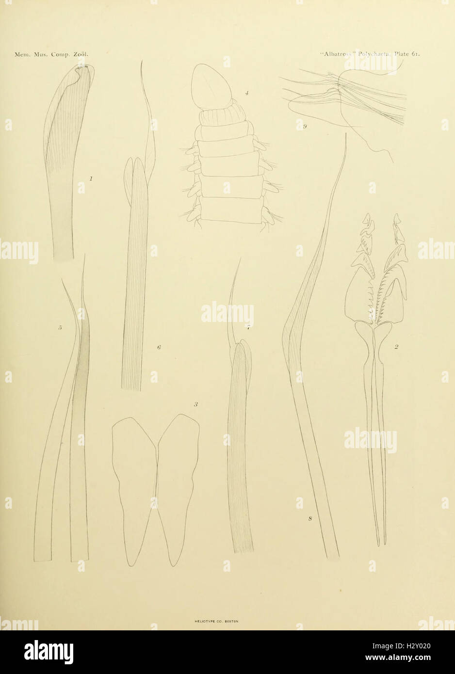 This work provides a detailed description of the Annelida Polychaeta ...