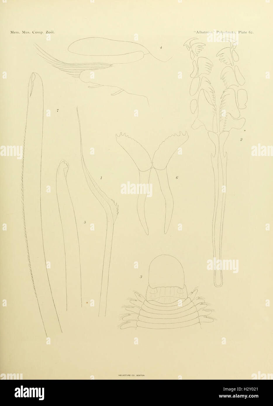 This illustration from 'The Annelida Polychaeta' depicts various ...