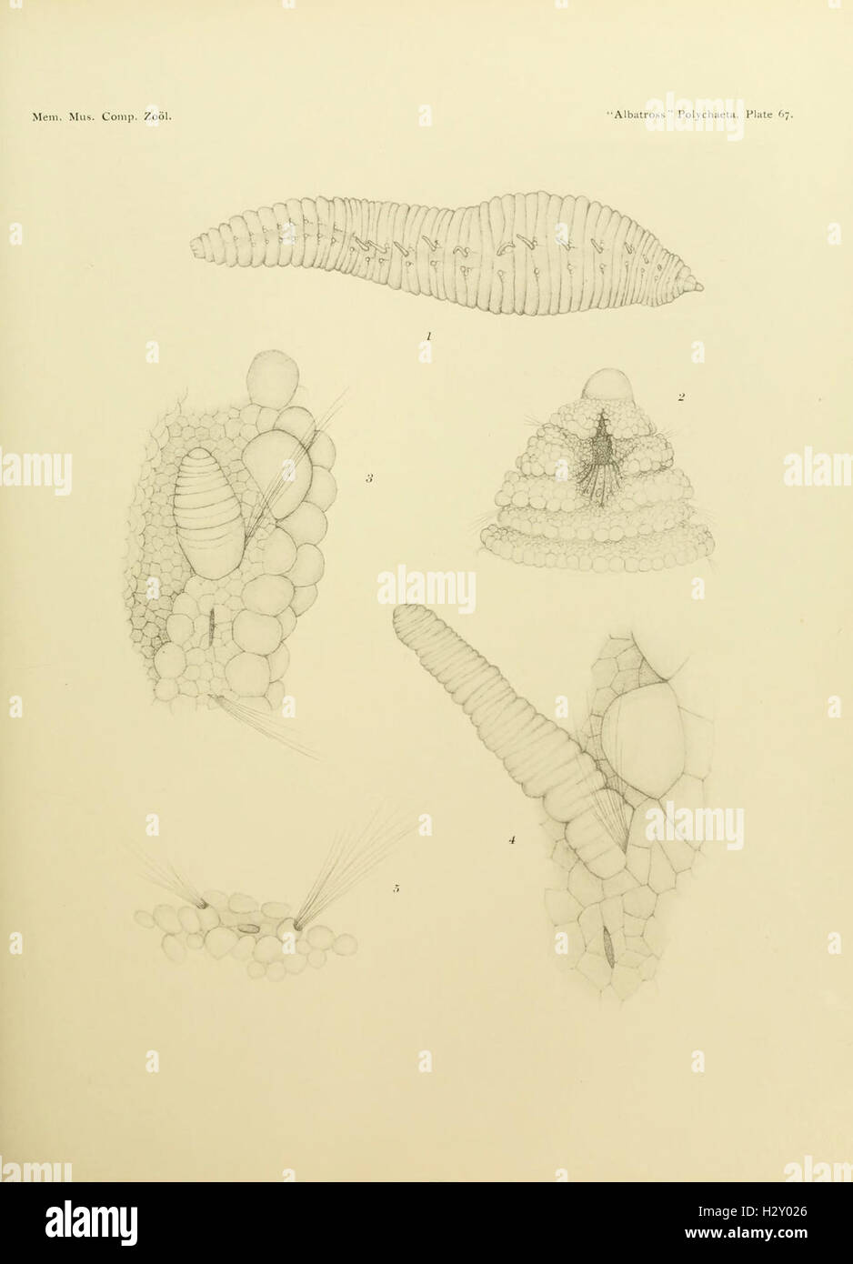 A detailed study on the Annelida Polychaeta, focusing on their biology ...