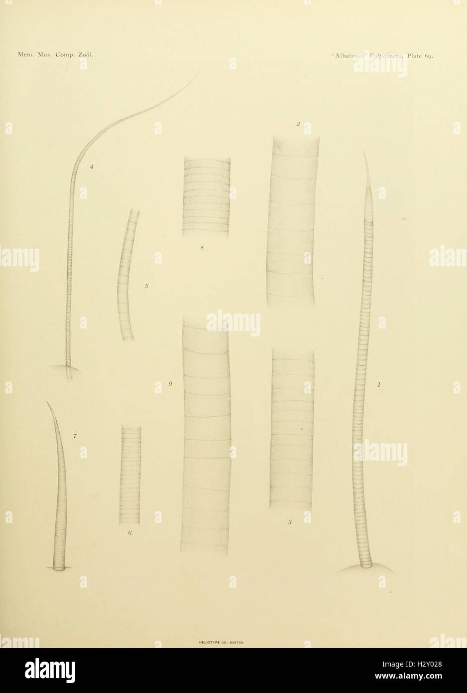 This work focuses on the Polychaeta class of annelid worms, providing ...