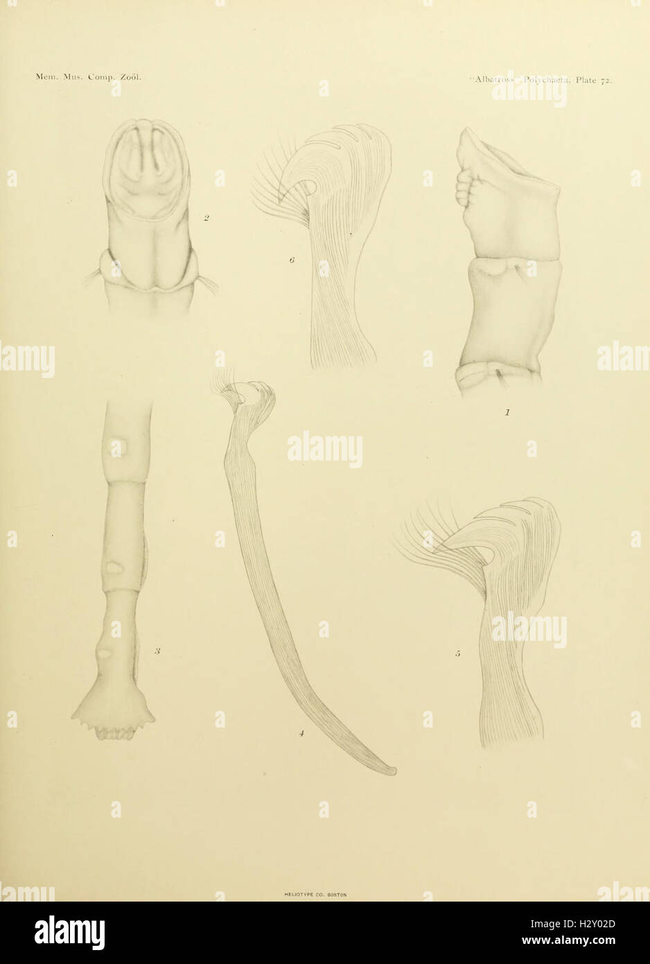 This work focuses on the Annelida Polychaeta, a class of segmented ...