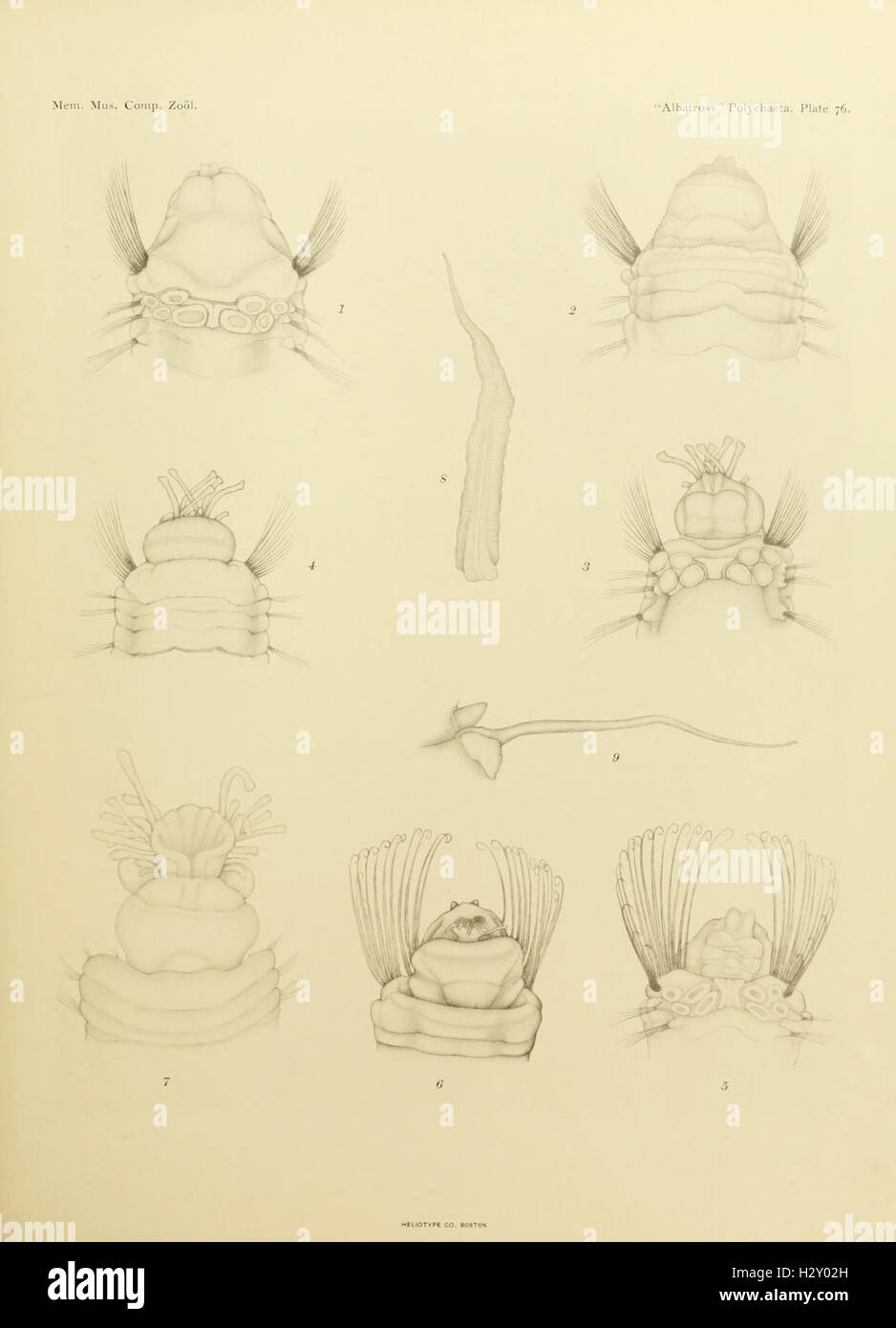 This work focuses on the Polychaeta class of Annelids, with detailed ...