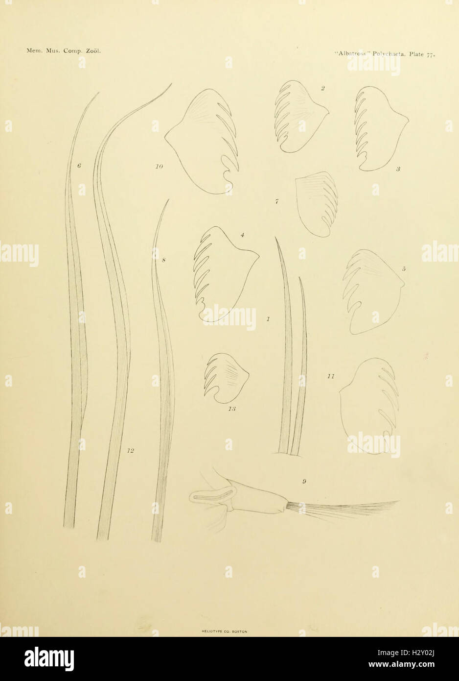 A scientific plate depicting the Polychaeta class of Annelida, which ...