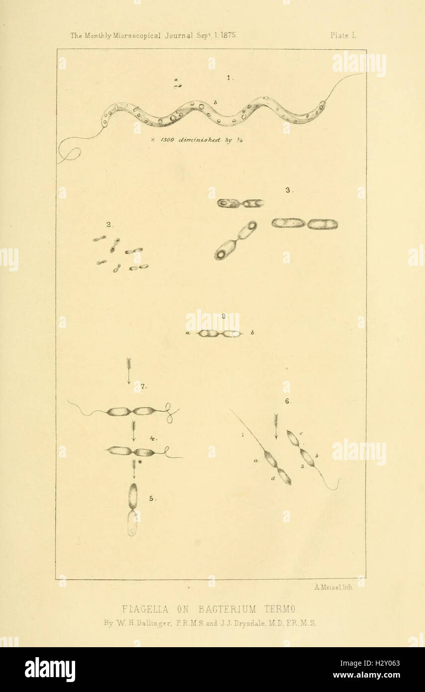 An illustration from *The Bacteria* showing microscopic images of ...