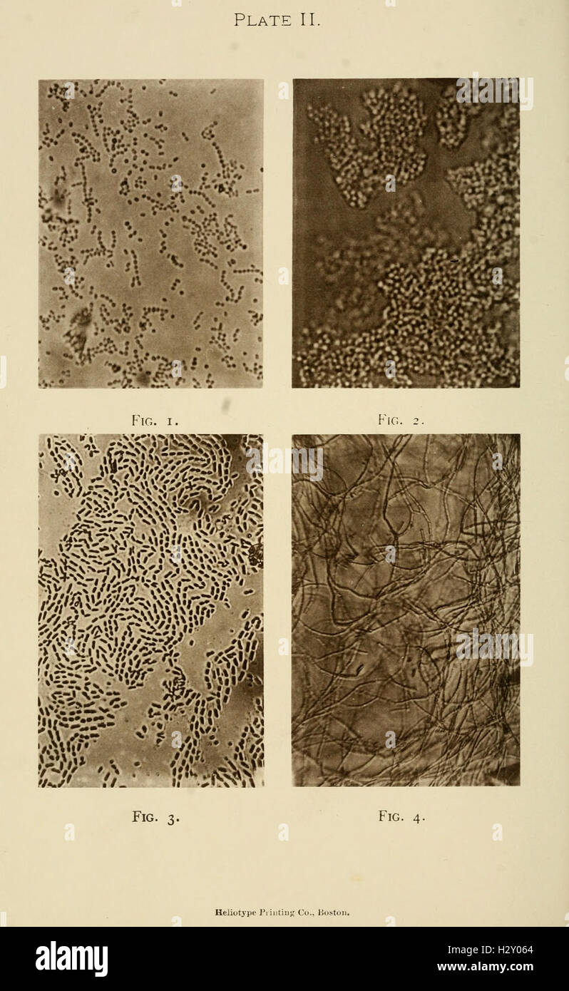 A scientific illustration and description of bacteria, shown in Plate ...