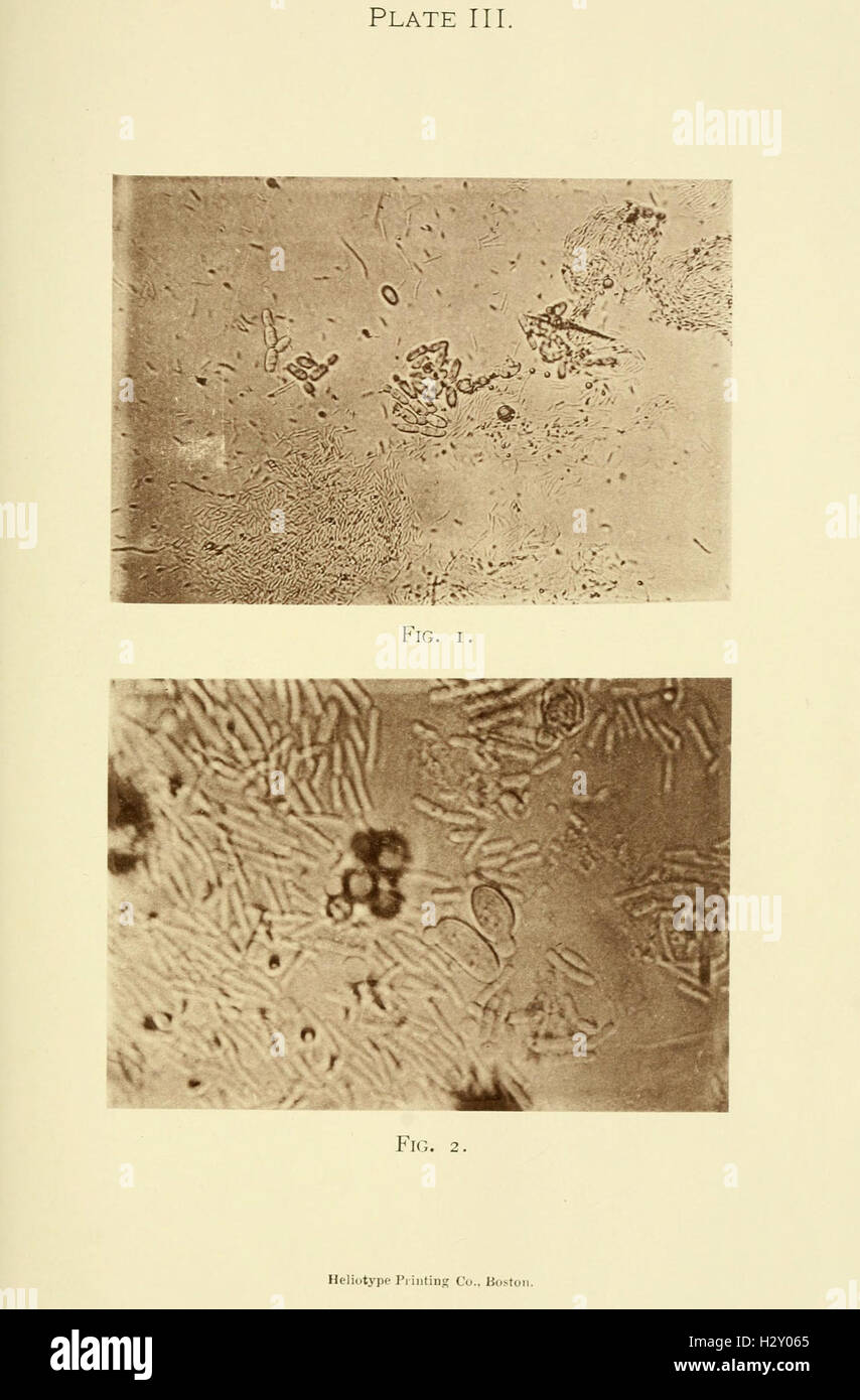 This image plate from BHL148 depicts various bacterial forms, offering ...