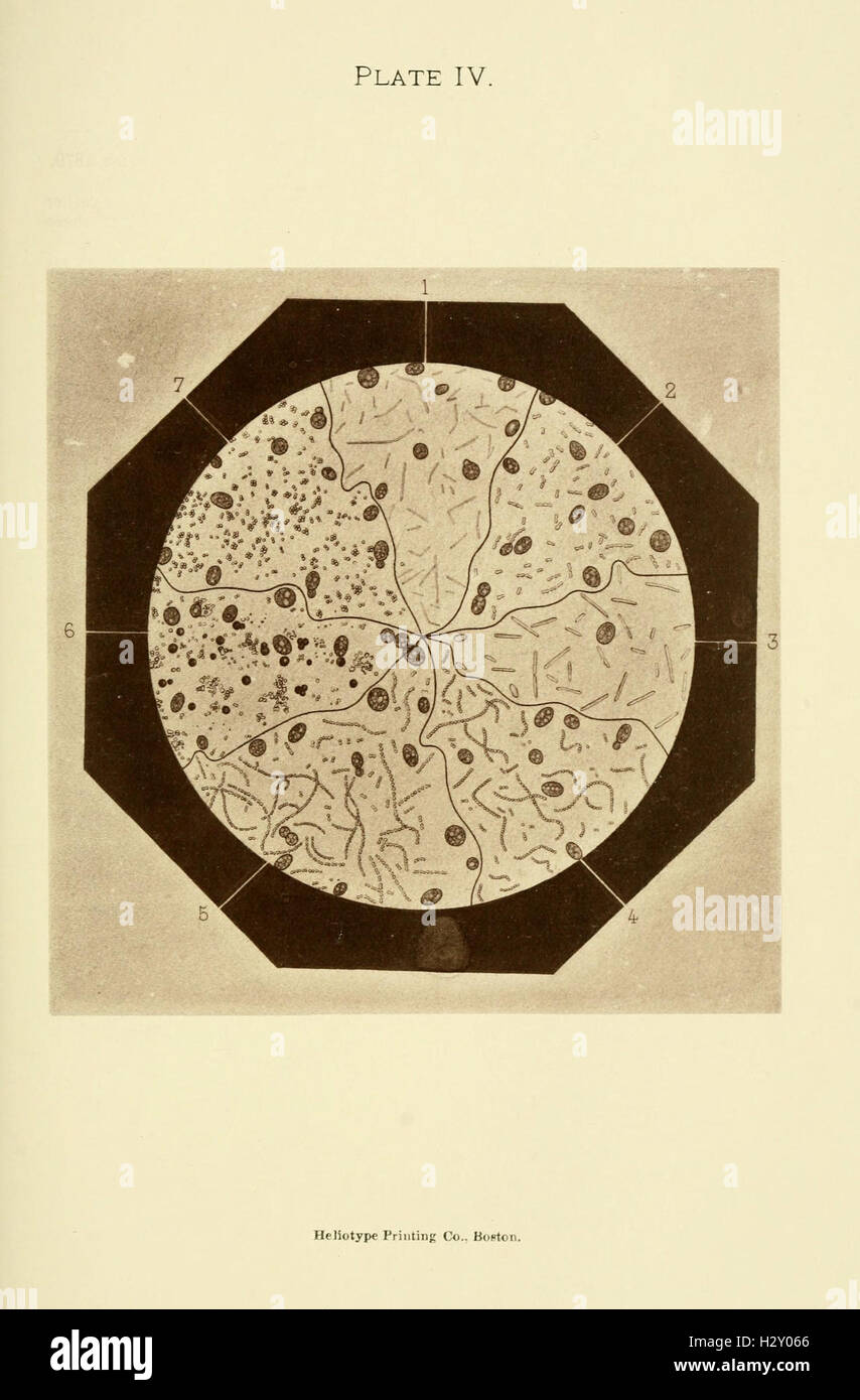 This image showcases Plate IV of 'The Bacteria', illustrating various ...