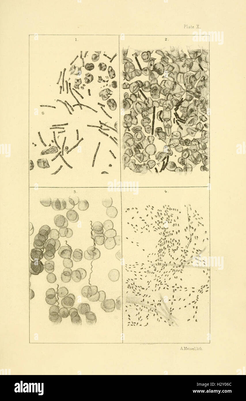 This work features an illustration and study of bacteria, focusing on ...