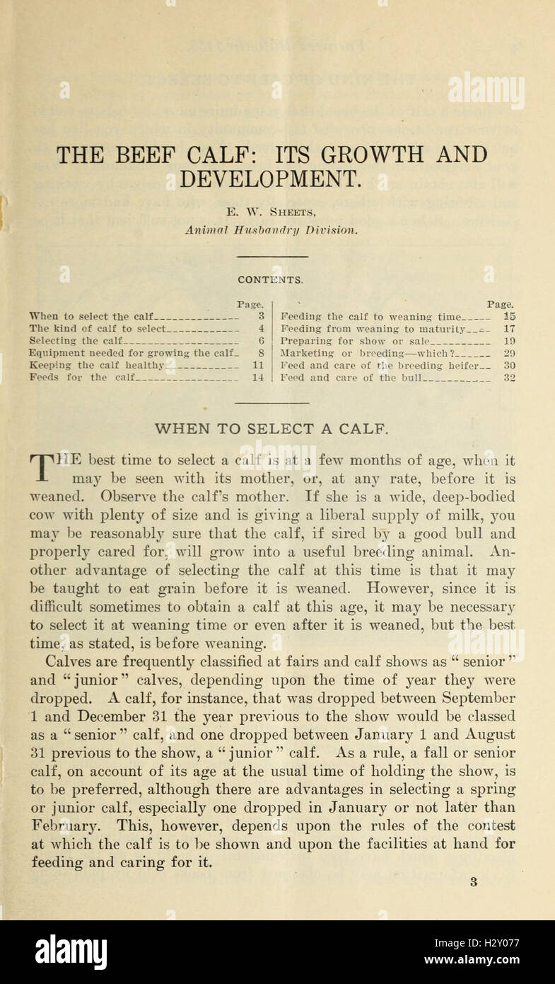 This text discusses the management, care, and breeding of beef calves ...