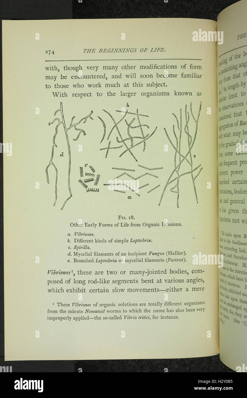 A study on the origins of life, examining early biological processes ...