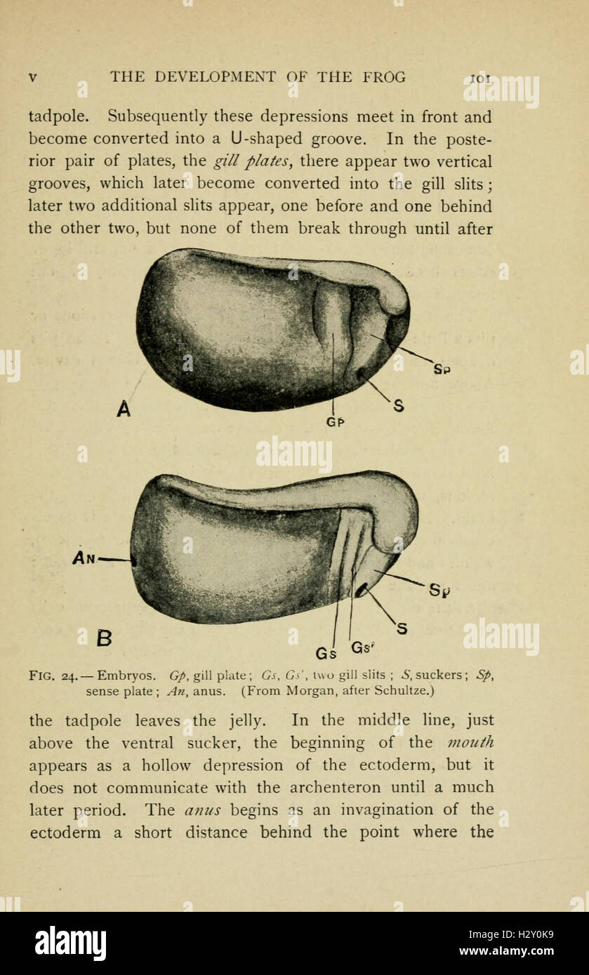 The biology of the frog (Page 101, Fig. 24) BHL77 Stock Photo - Alamy