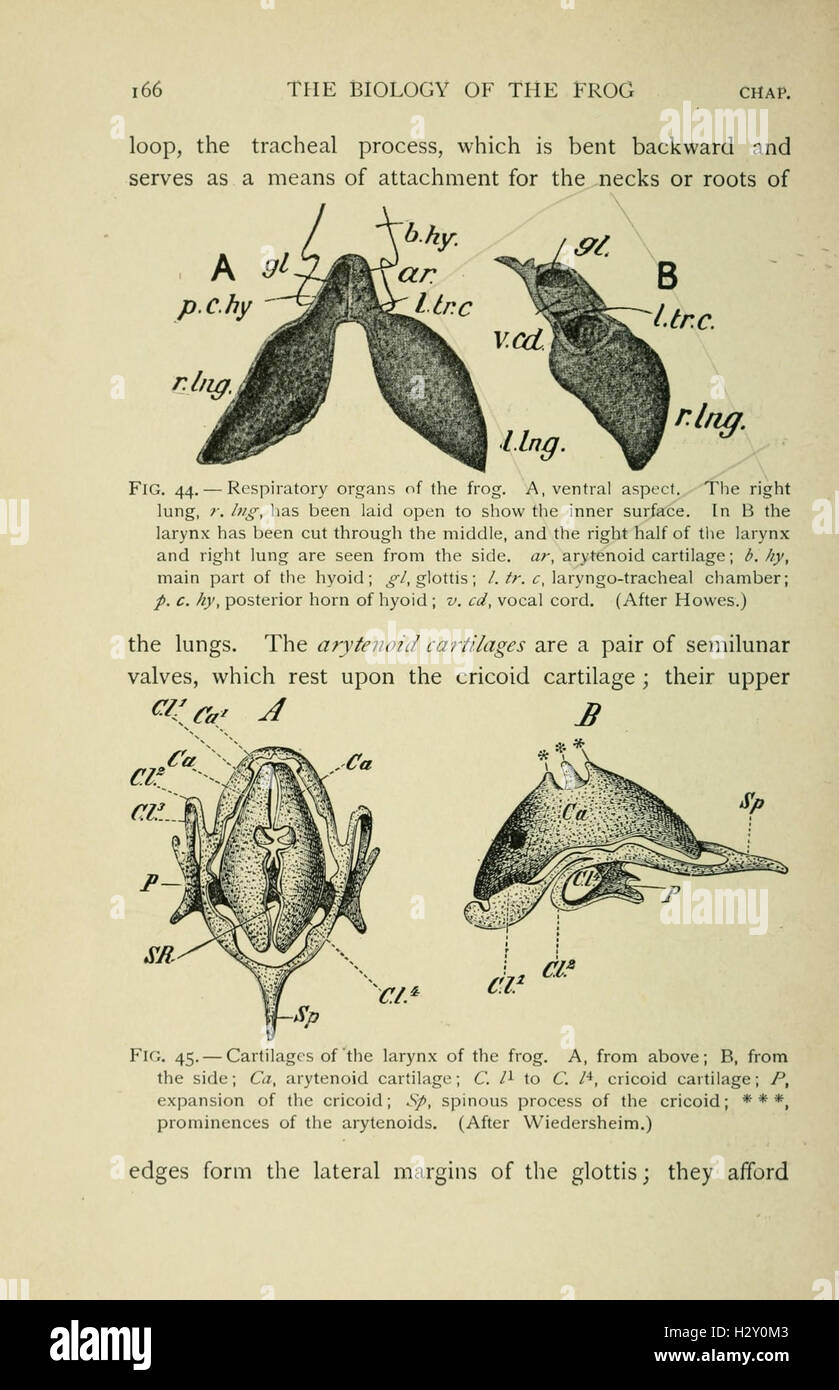 The biology of the frog (Page 166, Figs. 44-45) BHL77 Stock Photo - Alamy