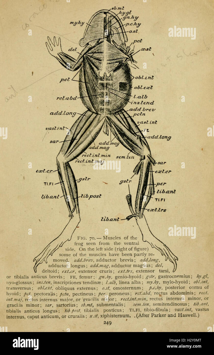 An in-depth examination of the biology of frogs, focusing on their ...