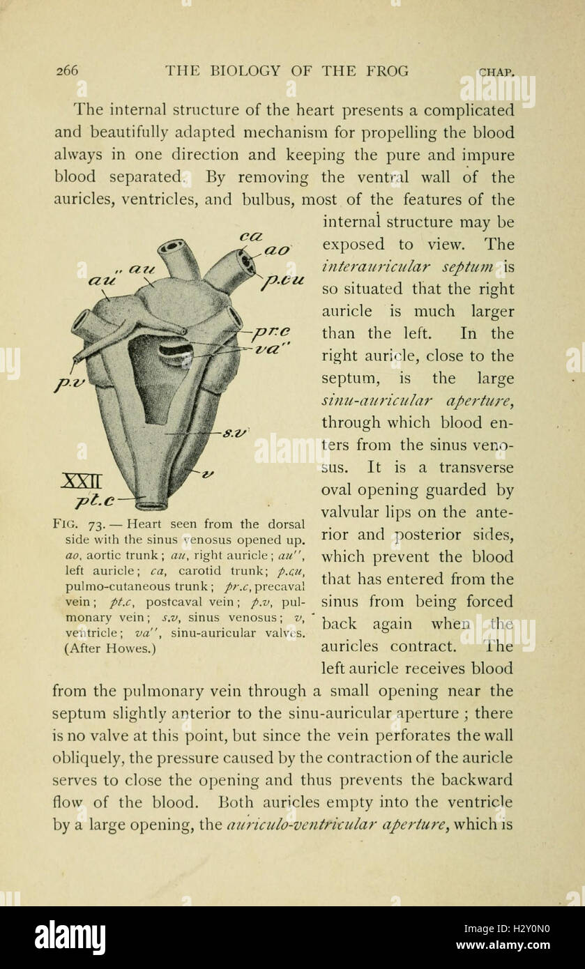 'The Biology of the Frog' explores the anatomy, physiology, and ...