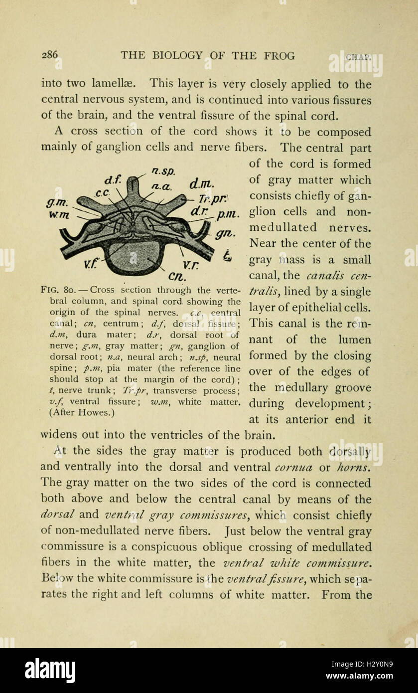 This work delves into the biological aspects of frogs, presenting ...