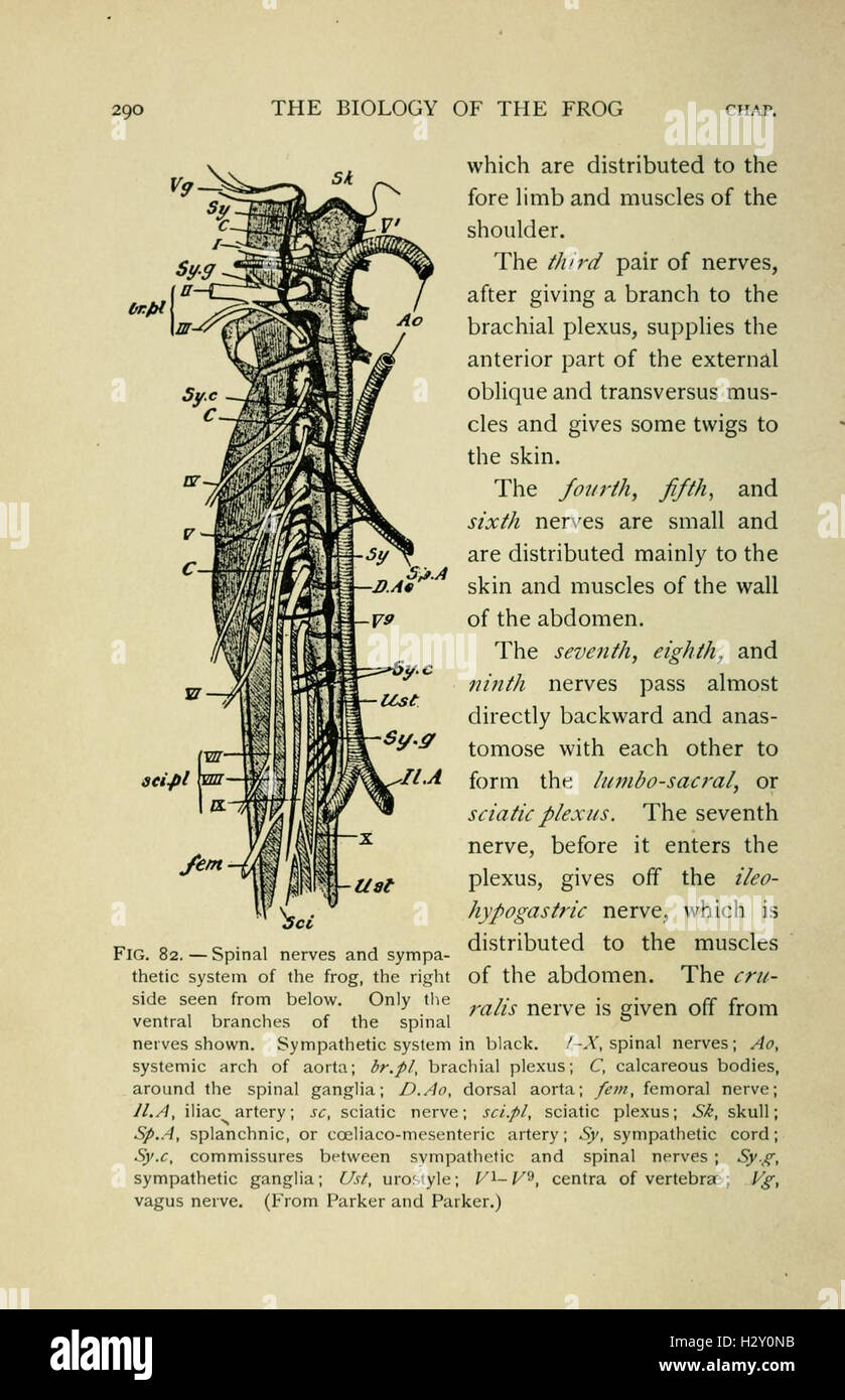 This work details the biology of frogs, exploring their anatomy ...