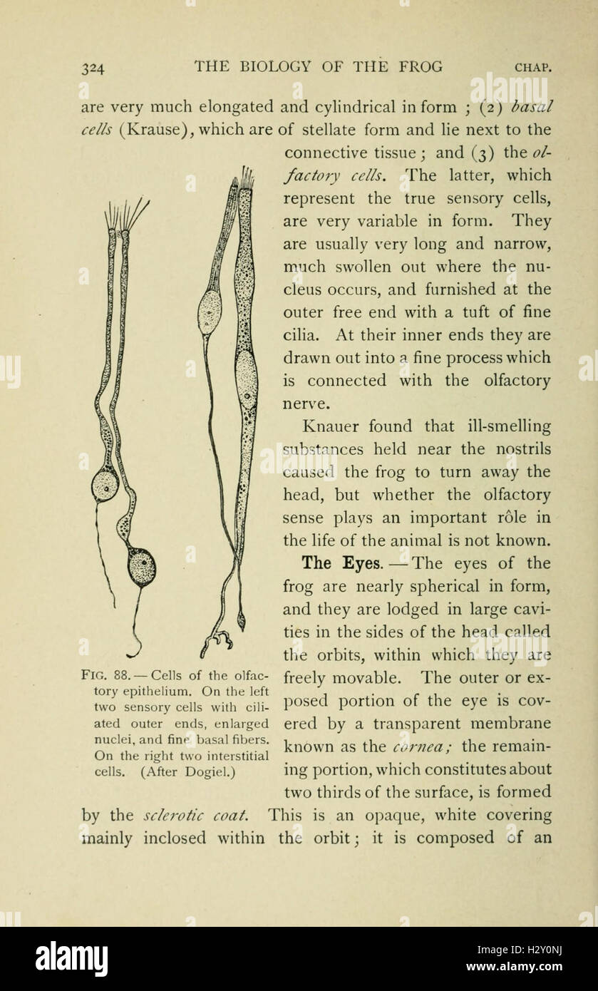An in-depth examination of frog biology, focusing on anatomy, behavior ...