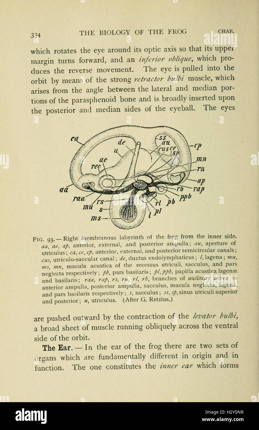 This work focuses on the biological study of frogs, exploring their ...