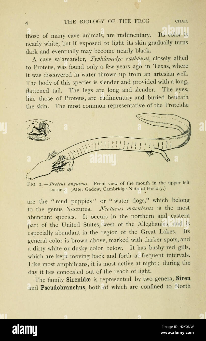 This page from 'The Biology of the Frog' presents a detailed study of ...