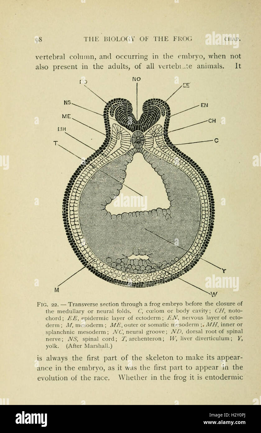 The biology of the frog (Page 98, Fig. 22) BHL77 Stock Photo - Alamy