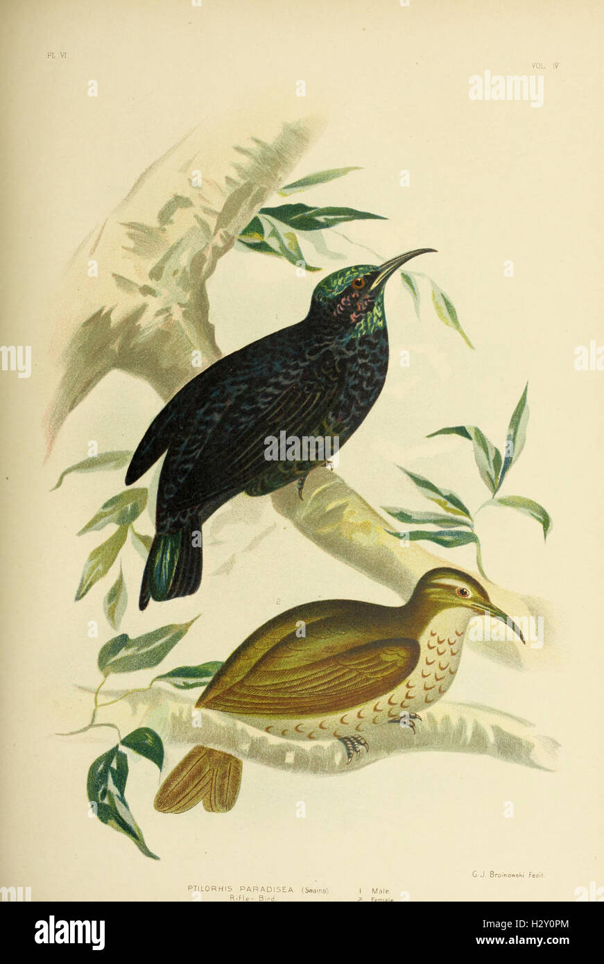 An illustration of Ptilorhis paradisea, a species of bird from ...