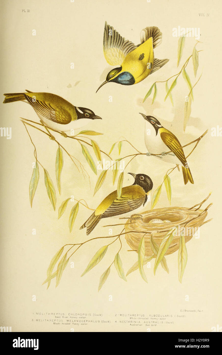A detailed work on the bird species of Australia, focusing on their ...
