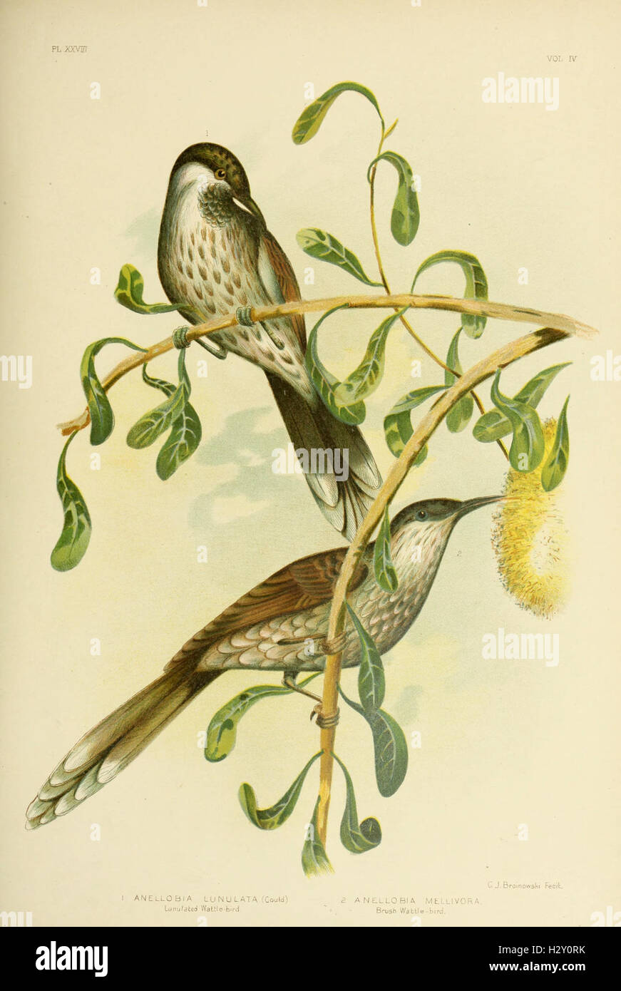 This comprehensive ornithological work details the bird species of ...