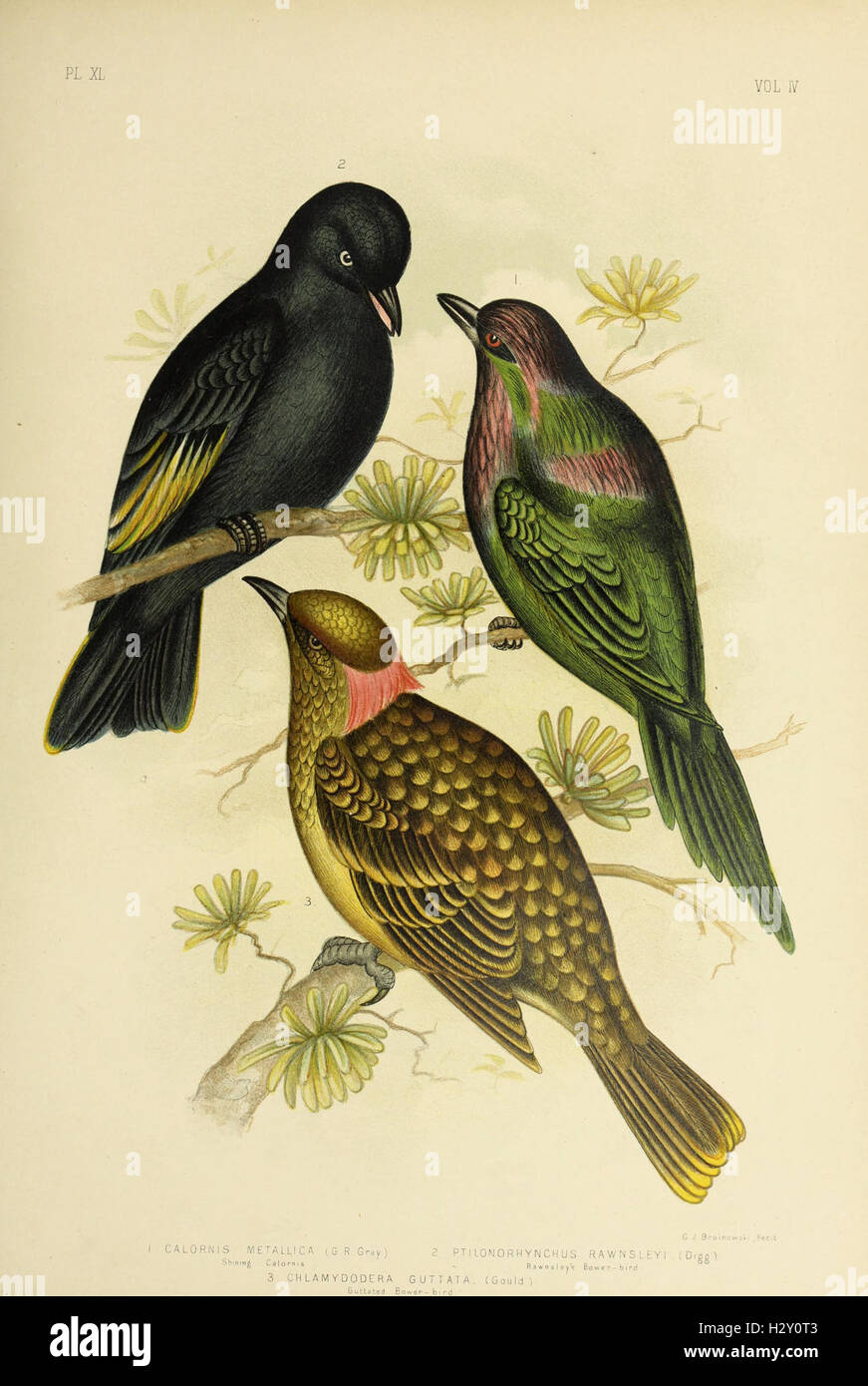 This work provides an extensive overview of the bird species native to ...