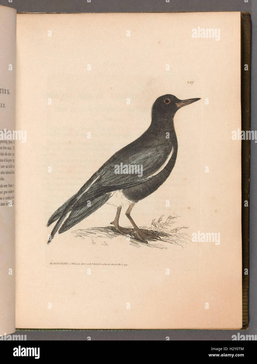 This work provides a detailed overview of the bird species native to ...