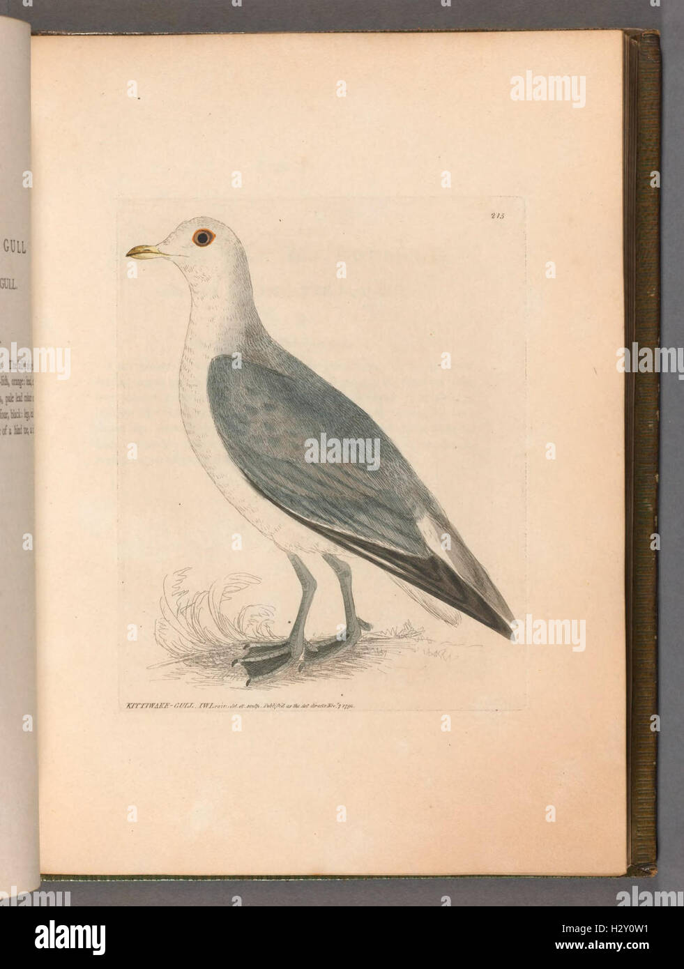 This comprehensive bird guide focuses on the species of birds found in ...