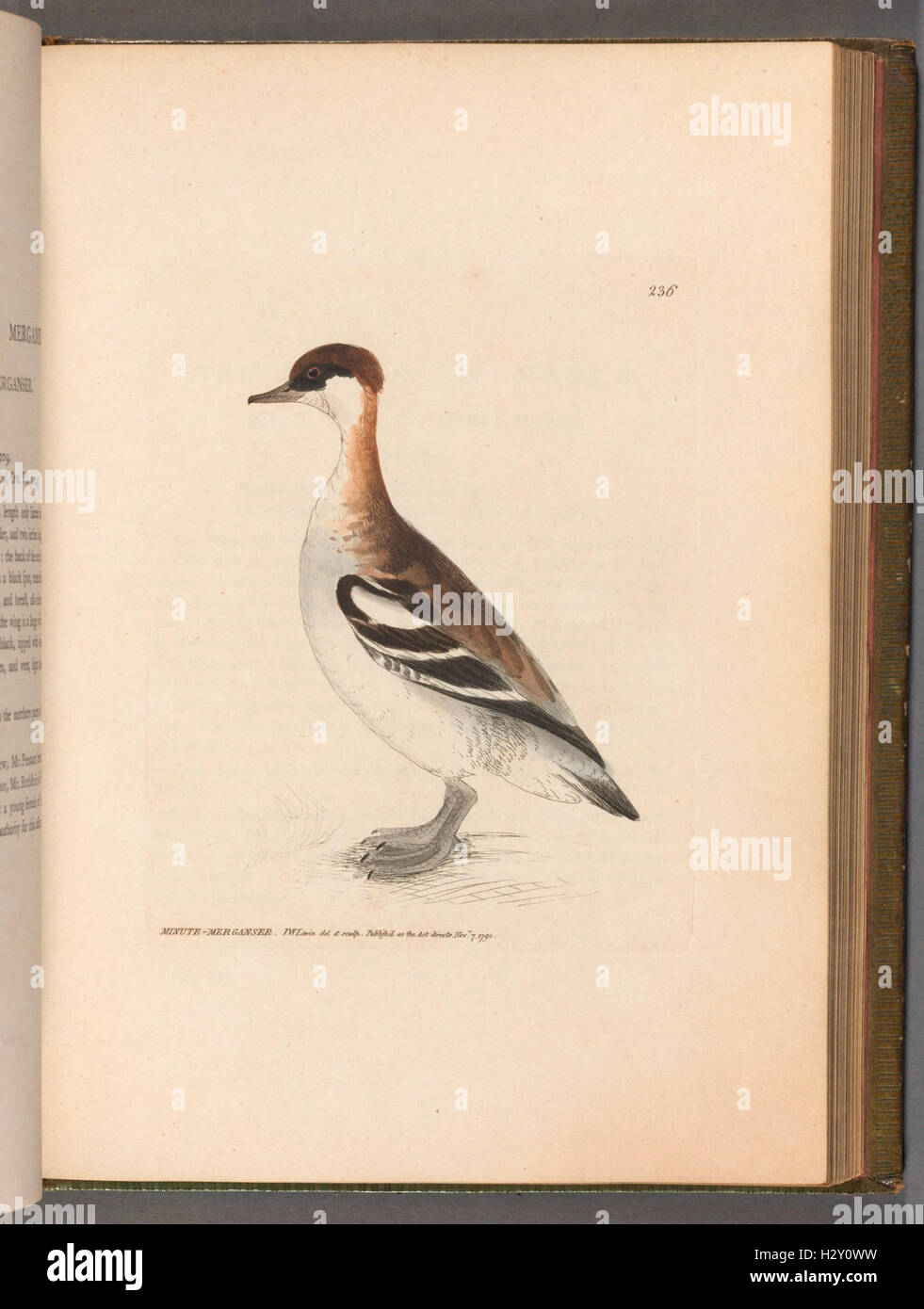 The Birds of Great Britain provides a comprehensive guide to the bird ...