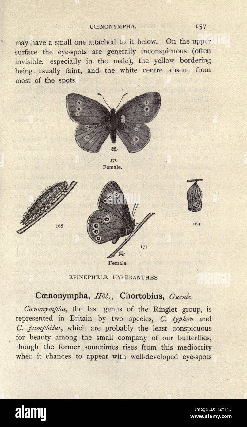 An extensive guide to British butterfly species, with detailed ...
