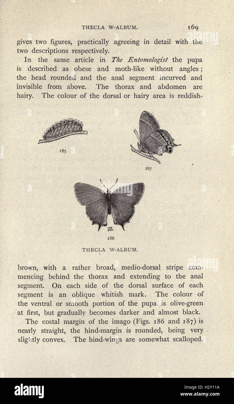 A comprehensive guide to British butterflies, detailing species ...