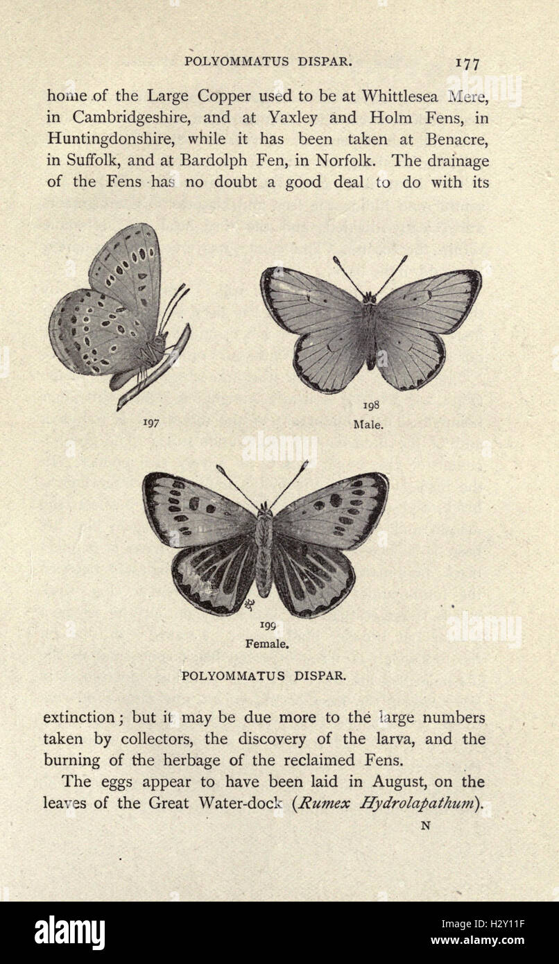 An in-depth guide to British butterflies, detailing species ...