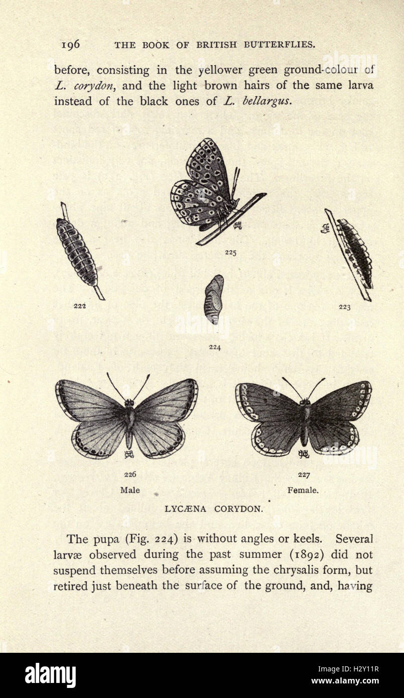 An illustrated guide to British butterfly species, documenting their ...
