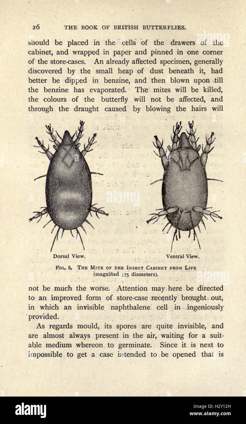 A guide to British butterflies, providing information on species ...