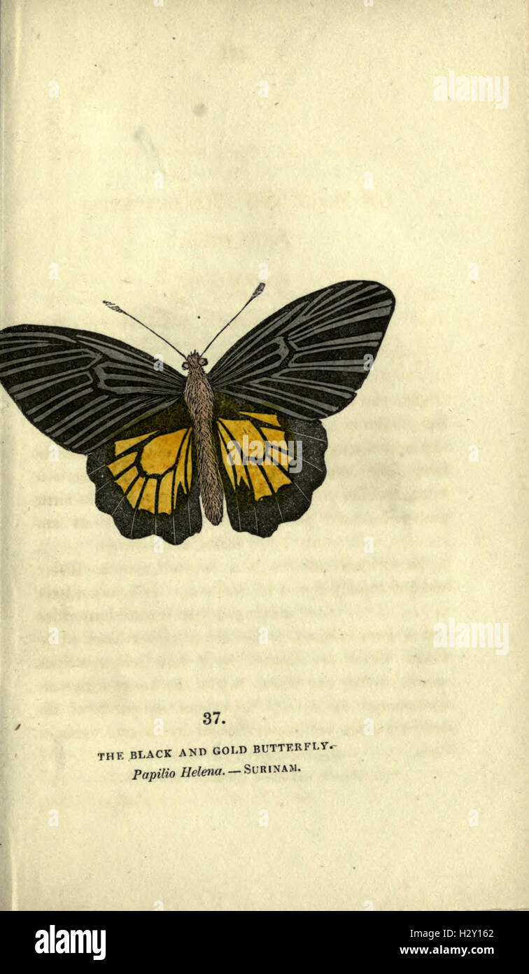 This work provides detailed illustrations of butterflies, sphinx moths ...